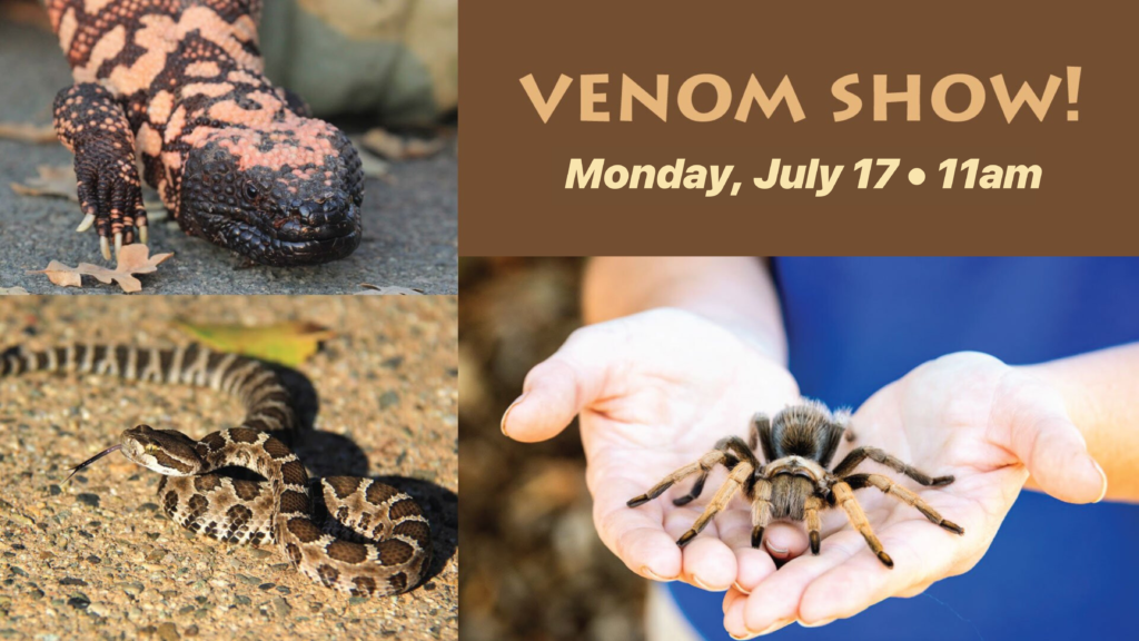 Venom Show - North State Parent magazine