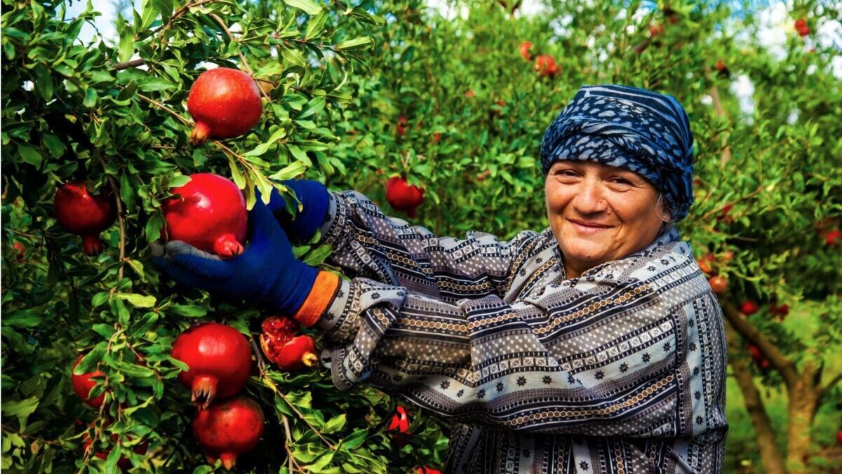 Hillside Poms Fall Harvest U-Pick Pomegranates - North State Parent ...