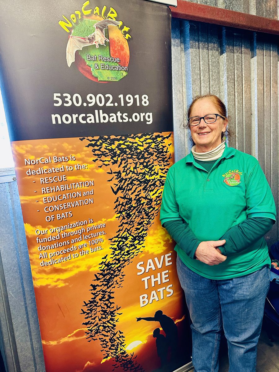 Going Batty for Our Local Bats! - North State Parent magazine